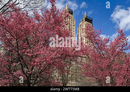 The El Dorado building stands in the background of the cherry blossom ...