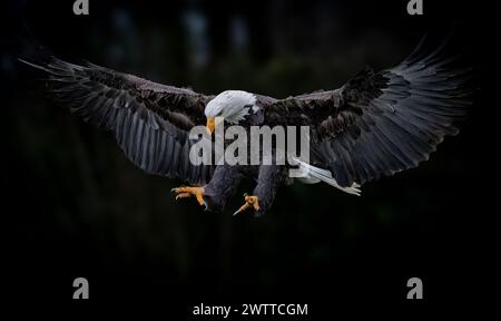 A bald eagle soaring through the sky Stock Photo - Alamy