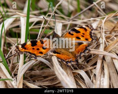 Rare Large Tortoiseshell Butterfly Resting with its Wings Closed in ...