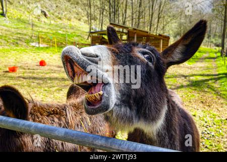Donkey showing big yellow teeth, The Tarascon sur Ariege area of the ...