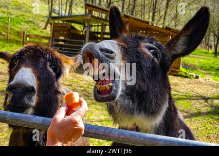 Donkey showing big yellow teeth, The Tarascon sur Ariege area of the ...