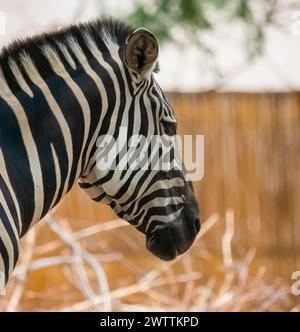 A closeup of a head of a cute zebra Stock Photo - Alamy