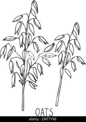 oatmeal oat plant sketch hand drawn vector Stock Vector Image & Art - Alamy