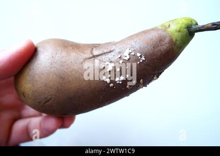 The pear became moldy. A mold or mould. The dust-like colored ...