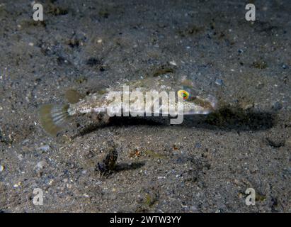 A Bandtail Puffer (Sphoeroides spengleri) in Florida, USA Stock Photo ...