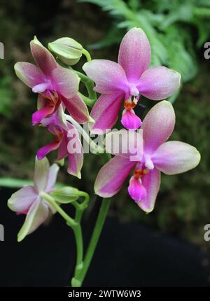Phalaenopsis orchid Sweet memory Stock Photo - Alamy