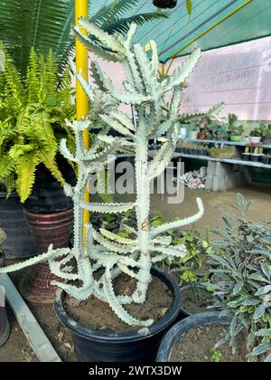 White ghost candle stick tree Euphorbia lactea plant isolated on a ...