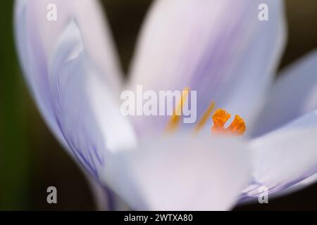 Single crocus flower delicately depicted in soft warm light. Spring ...
