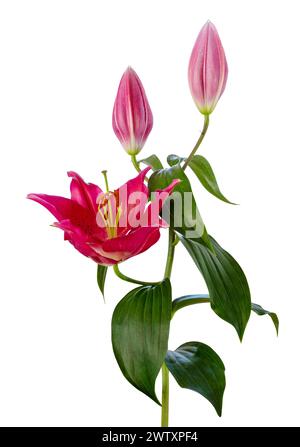 Wonderful red Lily (Lilium, Liliaceae) isolated on white background ...