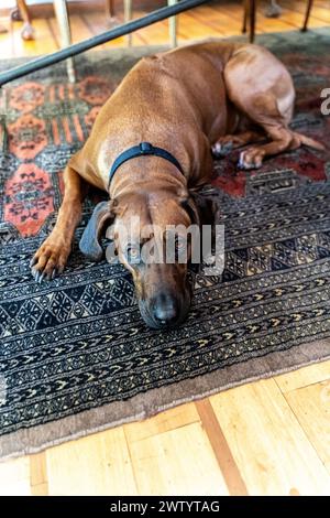 Beautiful dog rhodesian ridgeback hound outdoors on a field Stock Photo ...