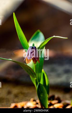 Glorious Fritillaria Minuta. Natural close up flowering plant portrait ...