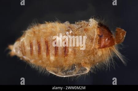 Pupa of a beetle of the family Dermestidae (skin beetles) genus ...