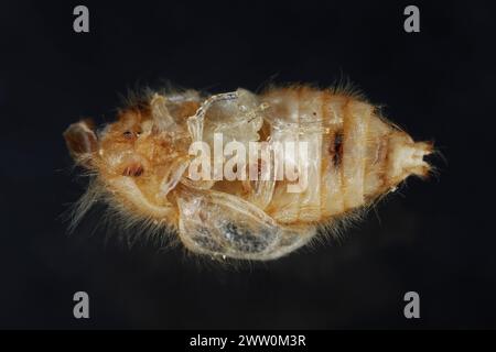 Pupa of a beetle of the family Dermestidae (skin beetles) genus ...