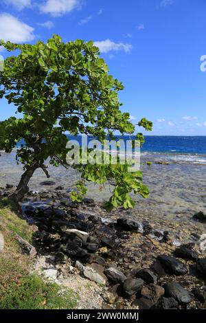 On the coast of the island of Tahiti near Teahupo'o, in the Tahiti Iti ...