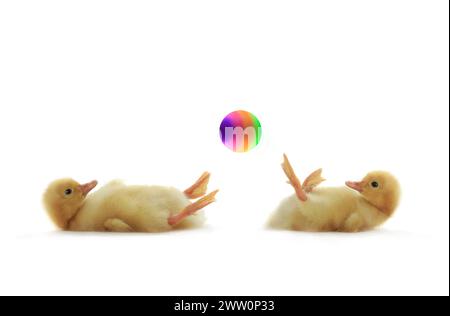 ducklings play a ball isolated on a white background Stock Photo - Alamy