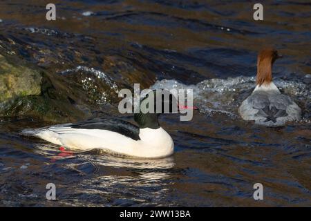 Drake Goosander (Mergus merganser) on a fast flowing river in the Peak ...