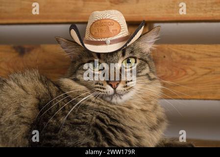 Cat wearing Mexican hat. Rustic wooden background. Cinco de mayo ...