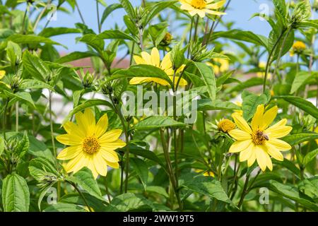 Cheerful sunflowers (helianthus x laetiflorus) in bloom Stock Photo - Alamy