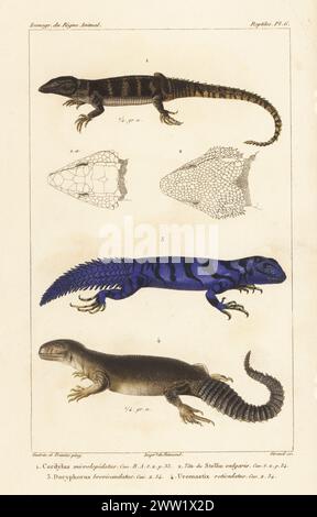 green thornytail iguana, Uracentron azureum Stock Photo - Alamy