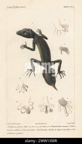 Broad-tailed Gecko (Phyllurus platurus), Reptilia, 62 Railway Parade ...