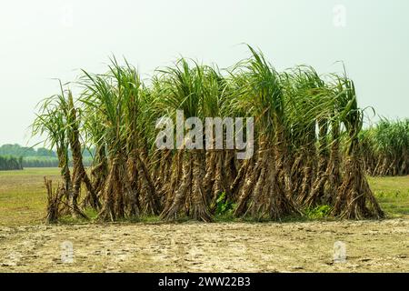 Sugarcane is a tropical plant. Sugarcane is a good source of vitamin C ...