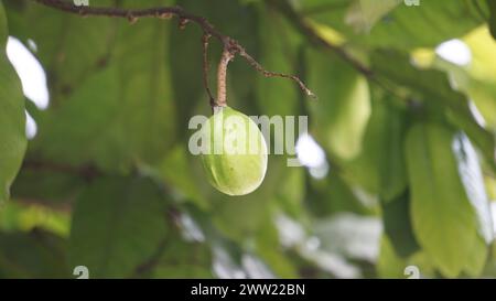 Terminalia catappa on the nature. Also called country almond, sea ...