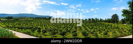 Mango trees on farm. Alley of mango trees on mountain midday with ...