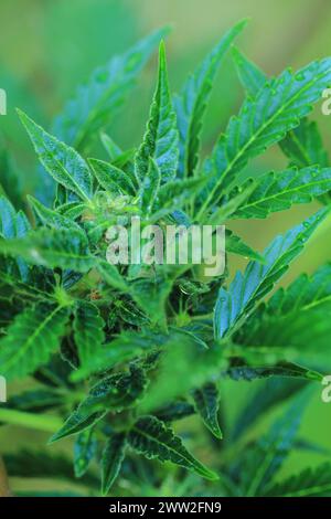 marijuana plant as very nice natural background Stock Photo - Alamy