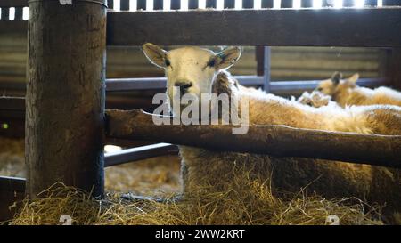 The sheep in an enclosed pen inside a rustic barn with scattered hay ...