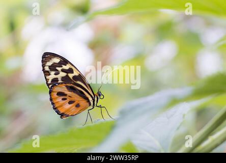 Butterfly at rest, Heliconius ismenius, distribution Mexico, Costa Rica ...