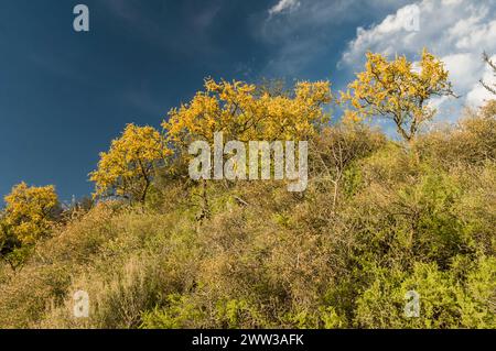 Chañar tree in Calden forest, bloomed in spring,La Pampa,Argentina ...