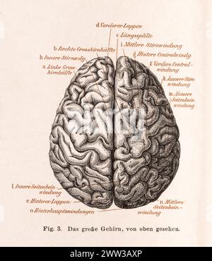 Detailed Medical Illustration of the Human Brain Anatomy – Labeled Diagram Showing Key ...