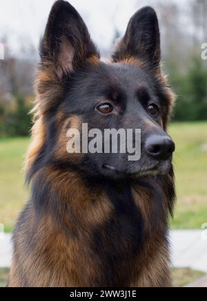 Portrait of german shepperd Stock Photo - Alamy