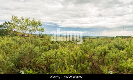 A view of the Brazilian Subtropical Highland Grasslands (Campos de Cima ...