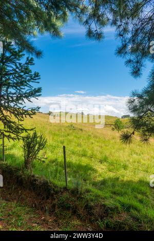 A view of the Brazilian Subtropical Highland Grasslands (Campos de Cima ...