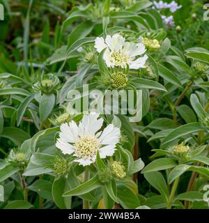 Palestine scabious (Scabiosa palaestina syn Lomelosia palaestina ...