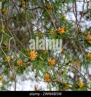 Male flowers of the Aleppo Pine Pinus halepensis, commonly known as the ...