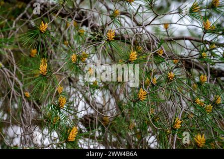 Male flowers of the Aleppo Pine Pinus halepensis, commonly known as the ...