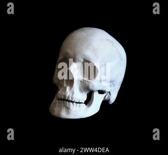 A closeup of fake human skull on ground of a house garden near plants ...