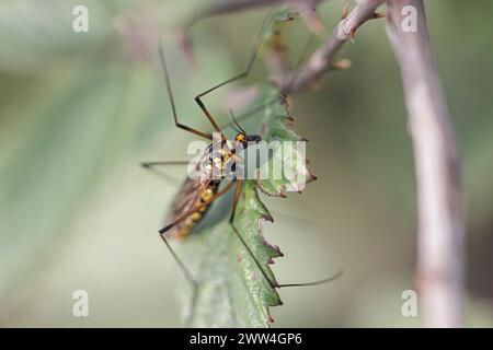 Small colorful mosquito. Northern portuguese meadows. Early autumn ...