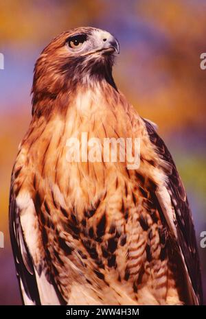 Red Tailed Hawk; Hawk Mountain Sanctuary; ; Pennsylvania; USA Stock ...