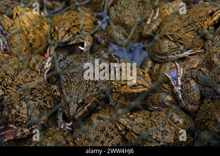 Frogs chop for cooking a food in Luang Prabang Morning Market Stock ...