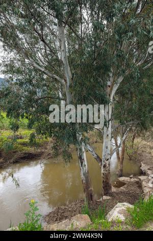 beautiful view of Eucalyptus on the Kishon River in Israel Stock Photo ...