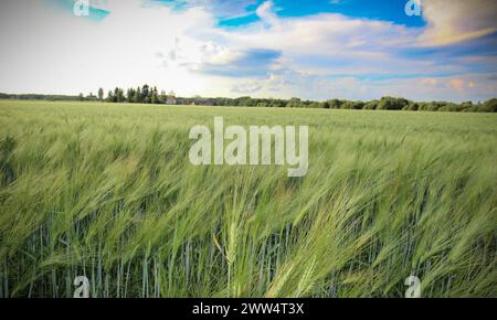 wheat crops blossoming and standing on green grasses plants in ...