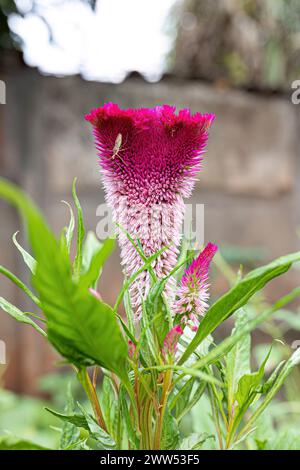 Quail Grass Flowering Plant of the species Celosia argentea Stock Photo ...