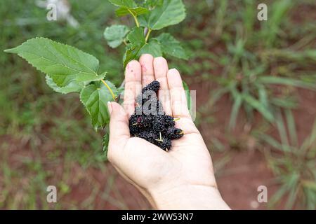 Small Mulberry fruits of the genus Morus Stock Photo - Alamy