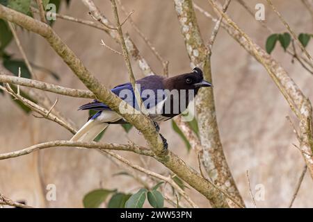Curl crested Jay Bird of the species Cyanocorax cristatellus Stock ...