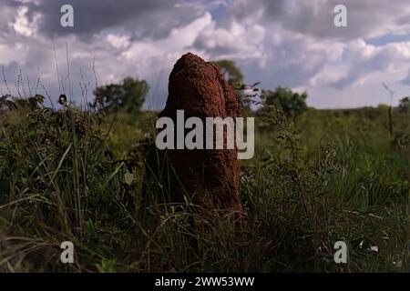 Large termite mound in the Brazilian cerrado with bioluminescence from ...