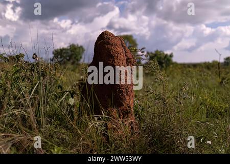 Large termite mound in the Brazilian cerrado with bioluminescence from ...