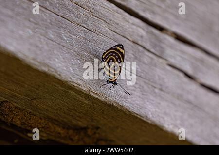 Callicore astarte, eighty eight butterfly Stock Photo - Alamy